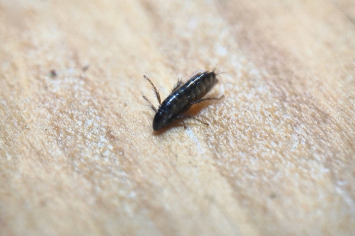 Water Fleas Daphnia